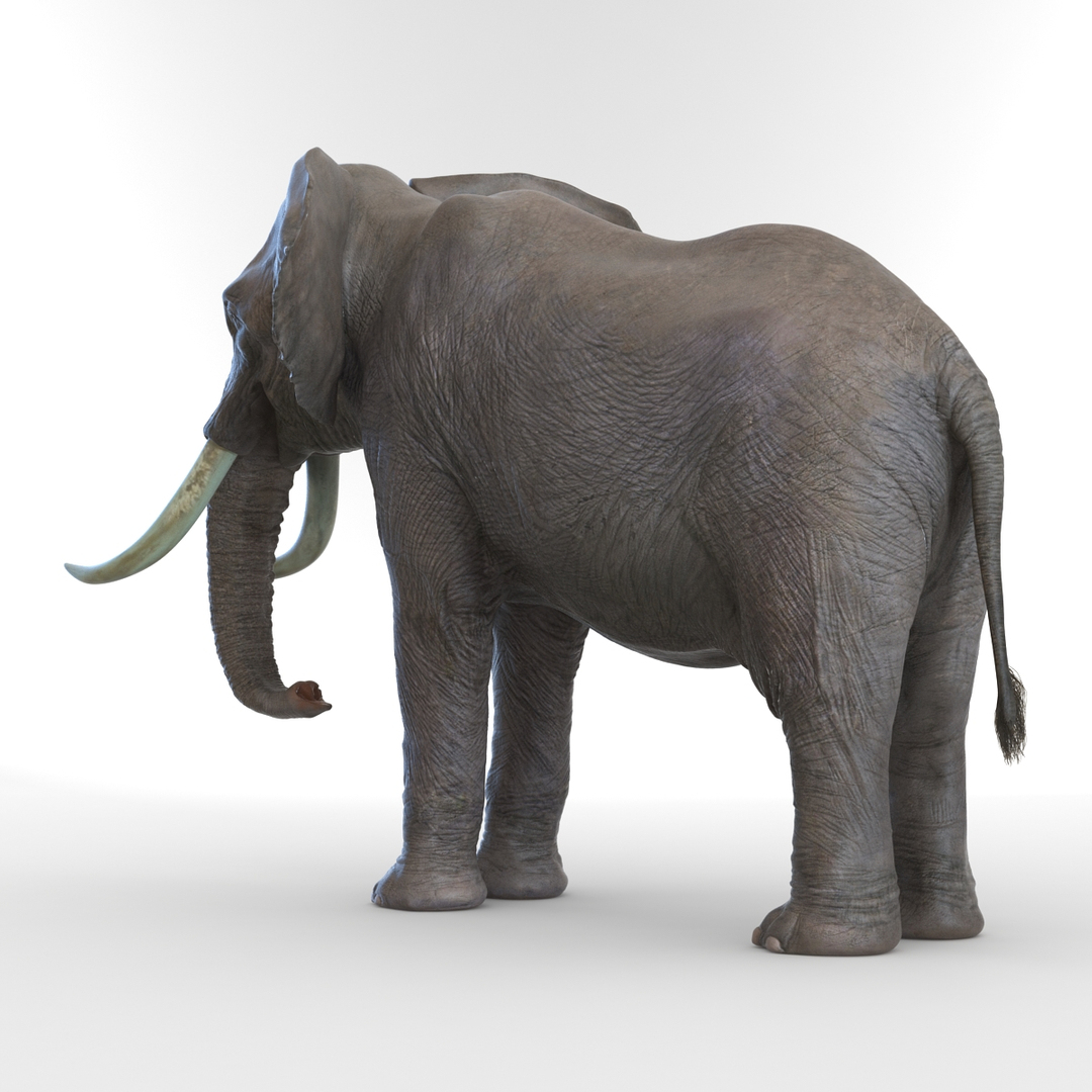 3d elephant rigged model