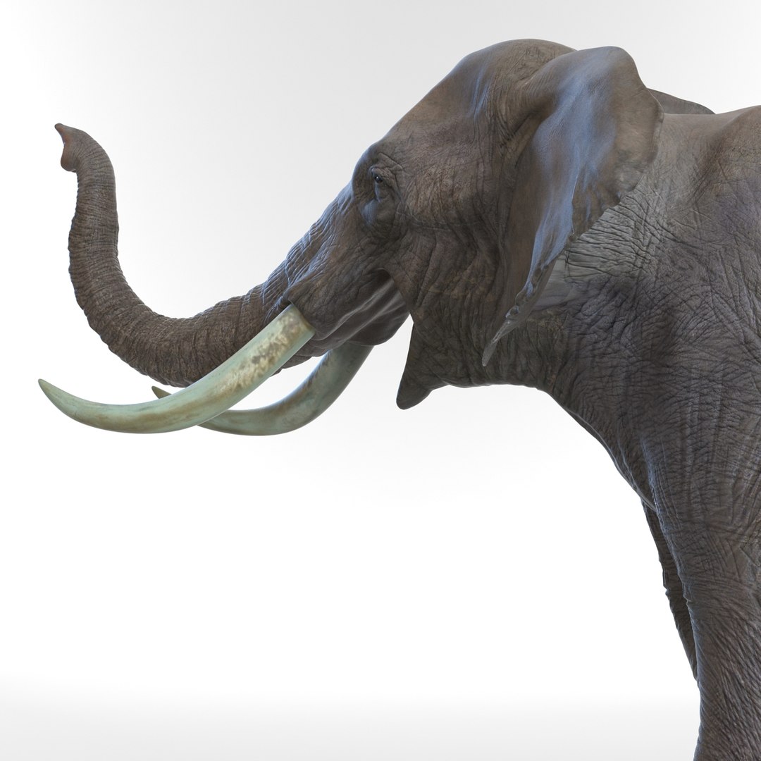 3d elephant rigged model