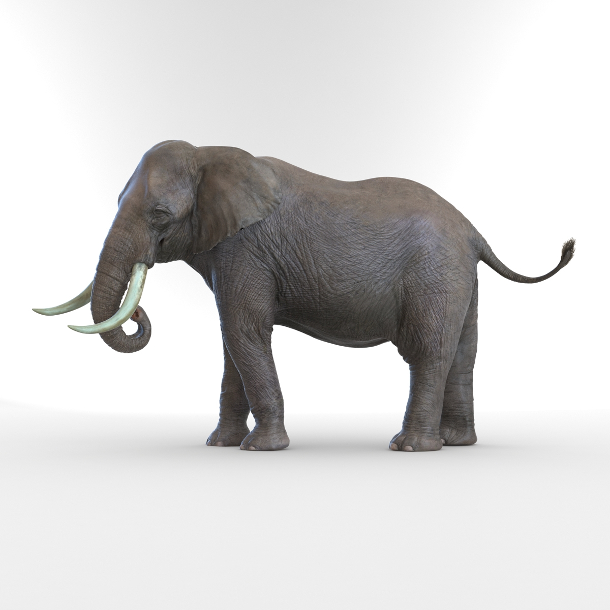 3d elephant rigged model