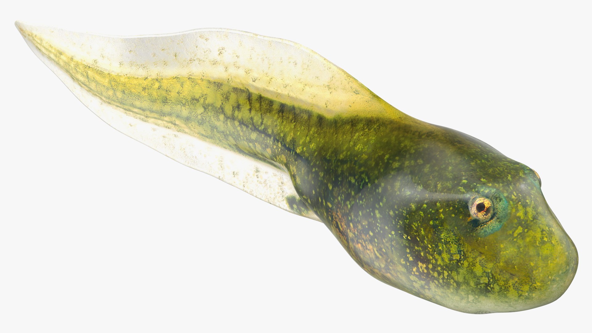 3D Tadpole Rigged For Modo Model - TurboSquid 1717900