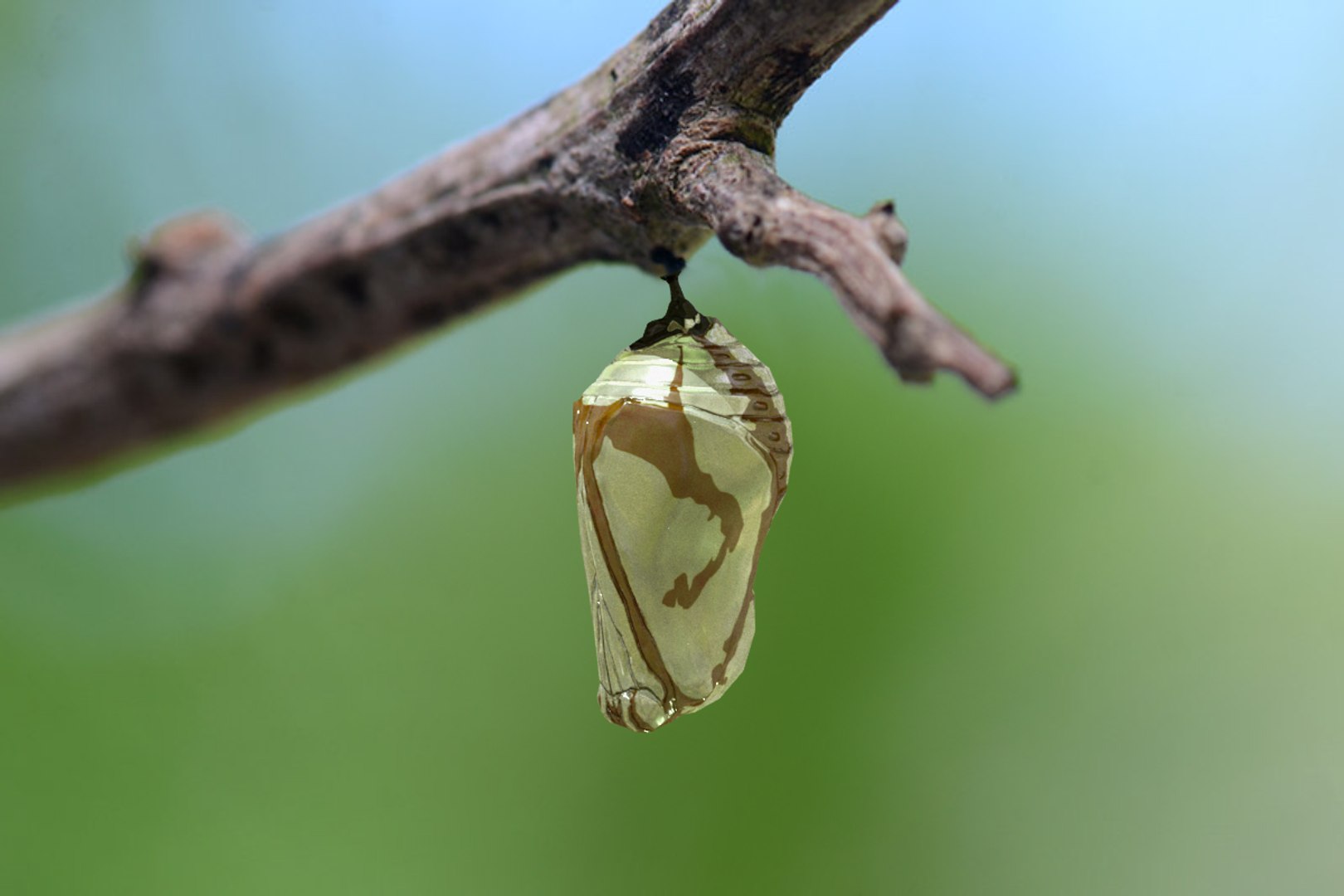 Pupa Insect Cocoon 3D Model - TurboSquid 1625565
