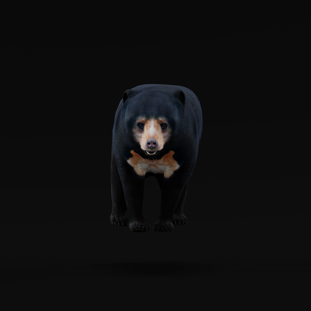 Sun Bear 3D Model - TurboSquid 2349087