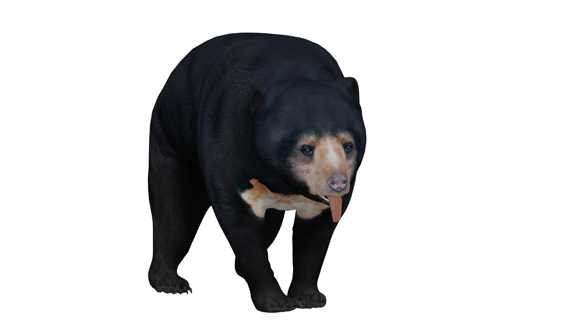 Sun Bear 3D Model - TurboSquid 2349087