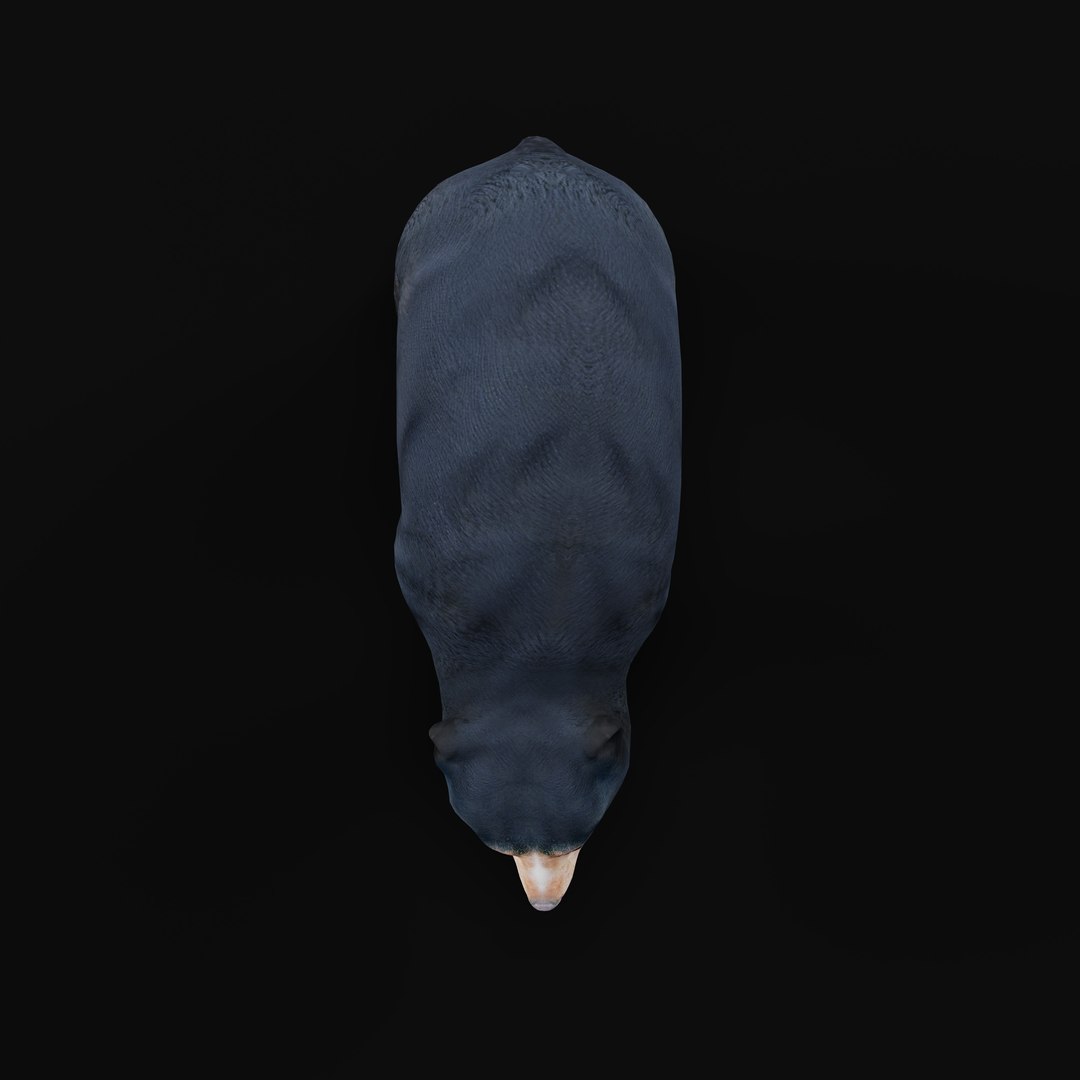 Sun Bear 3D Model - TurboSquid 2349087