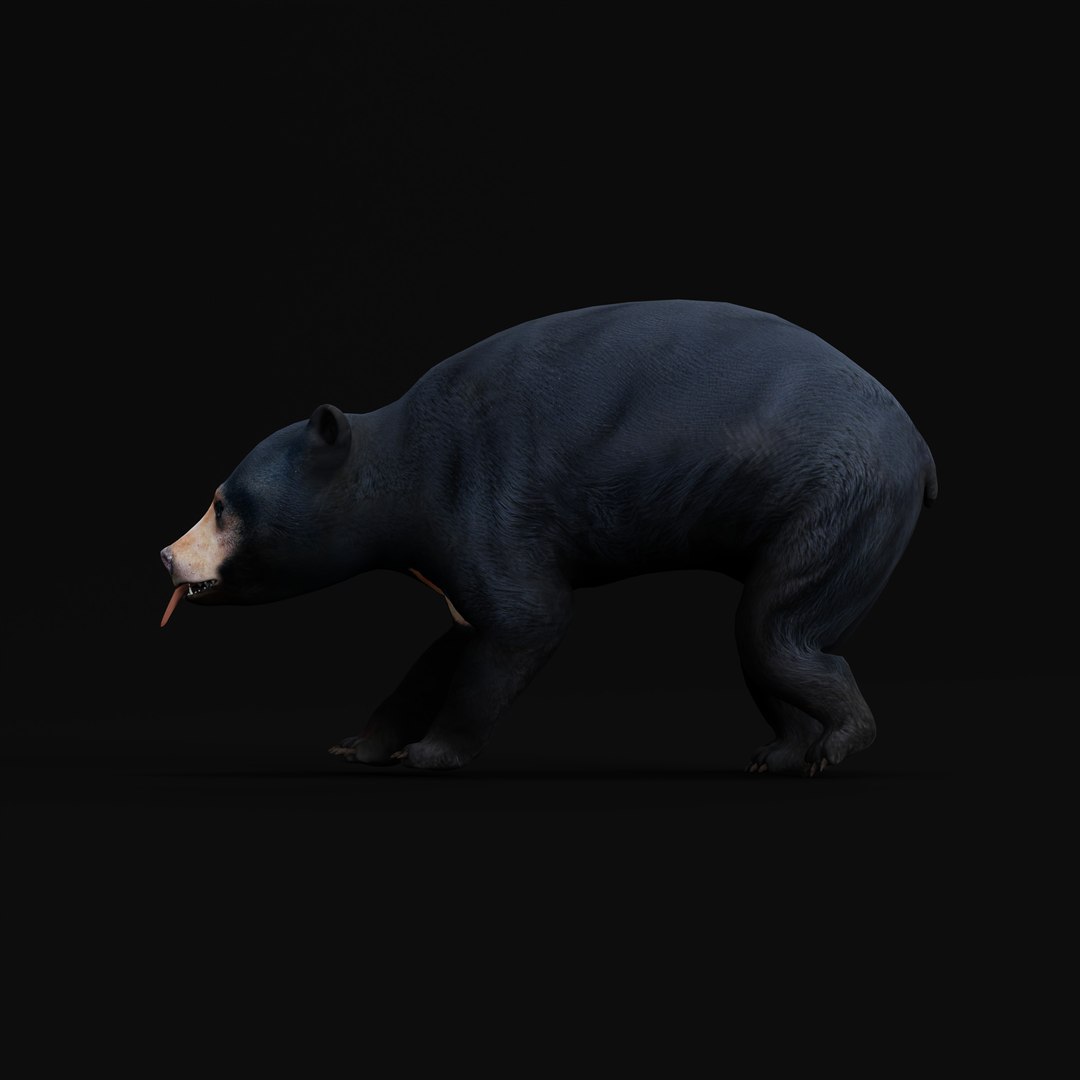 Sun Bear 3D Model - TurboSquid 2349087