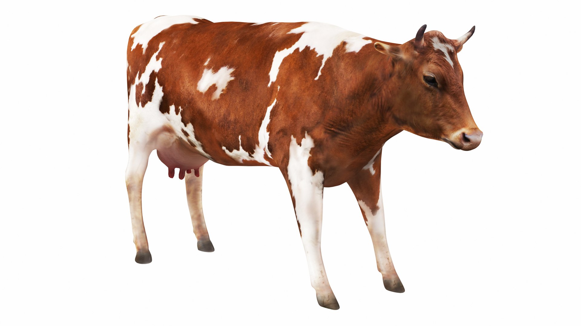 Horse And Cow Collection 3D - TurboSquid 2270058