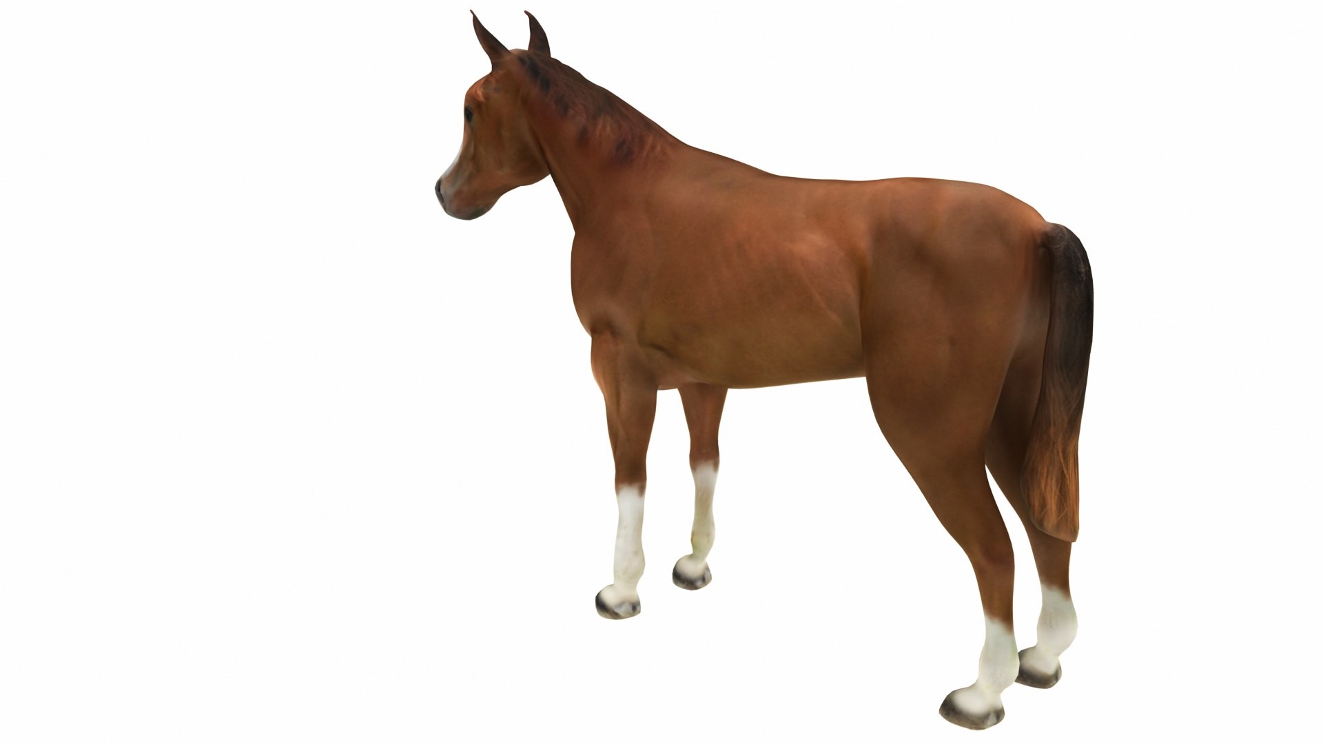 Horse And Cow Collection 3D - TurboSquid 2270058