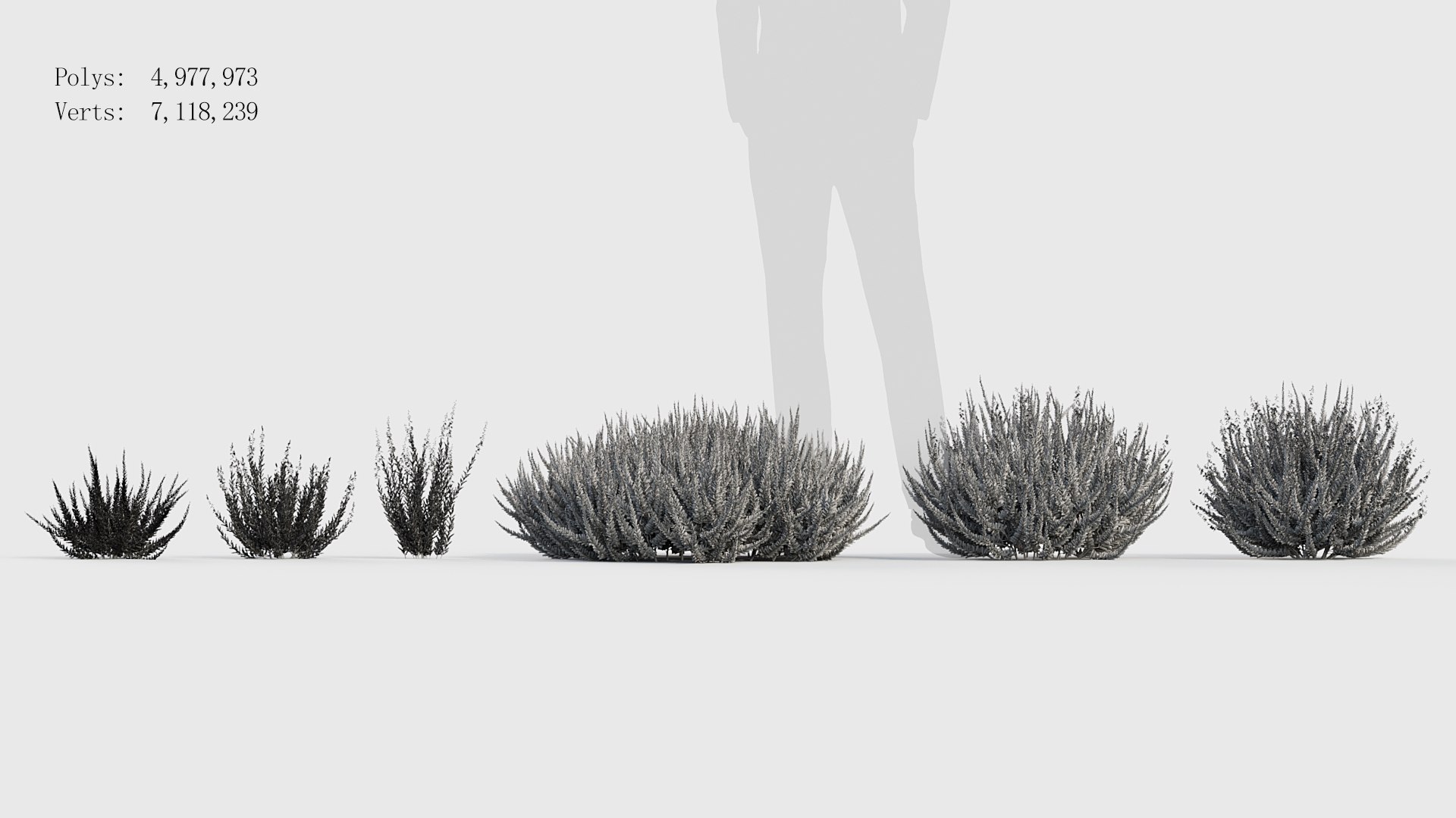 3D model Calluna vulgaris Scotch Heather 3D Model - TurboSquid 2116156