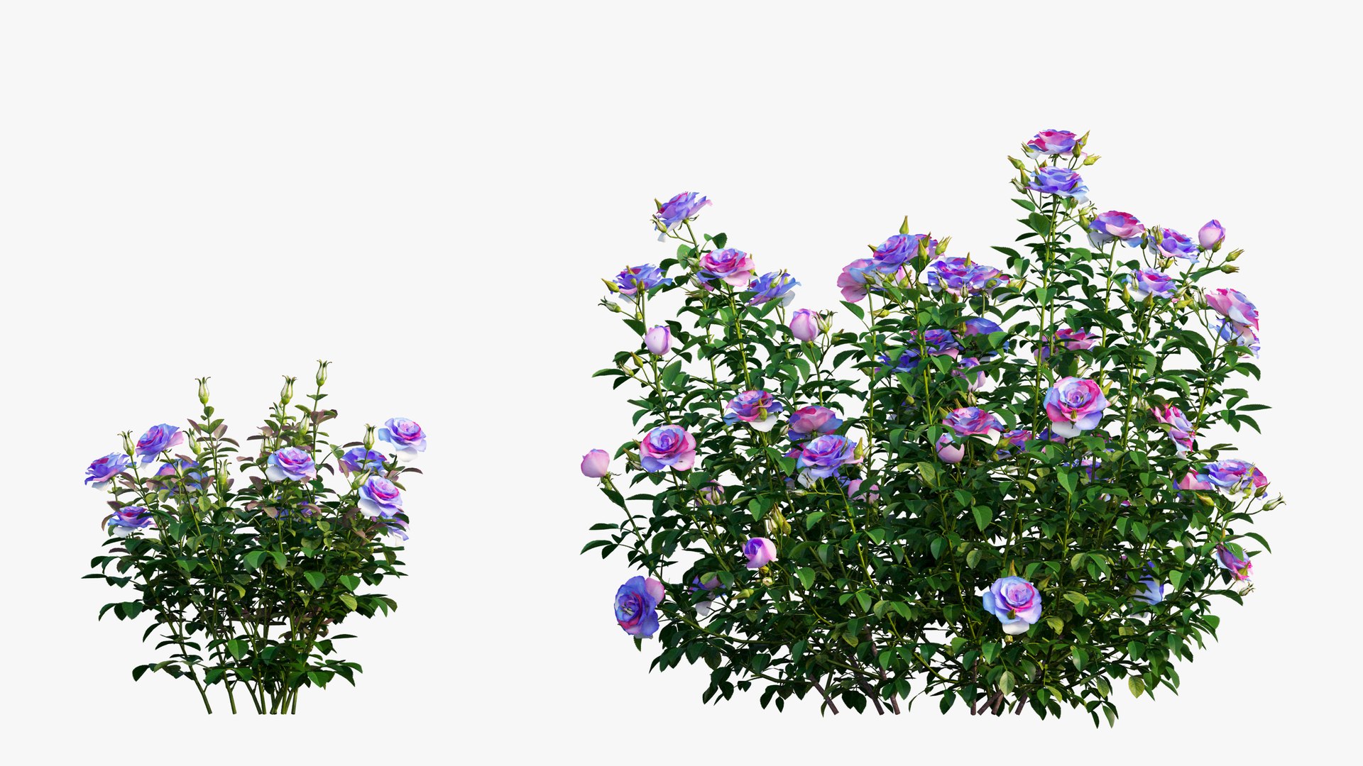 3D Plant Rose Set 16 Model - TurboSquid 1544820