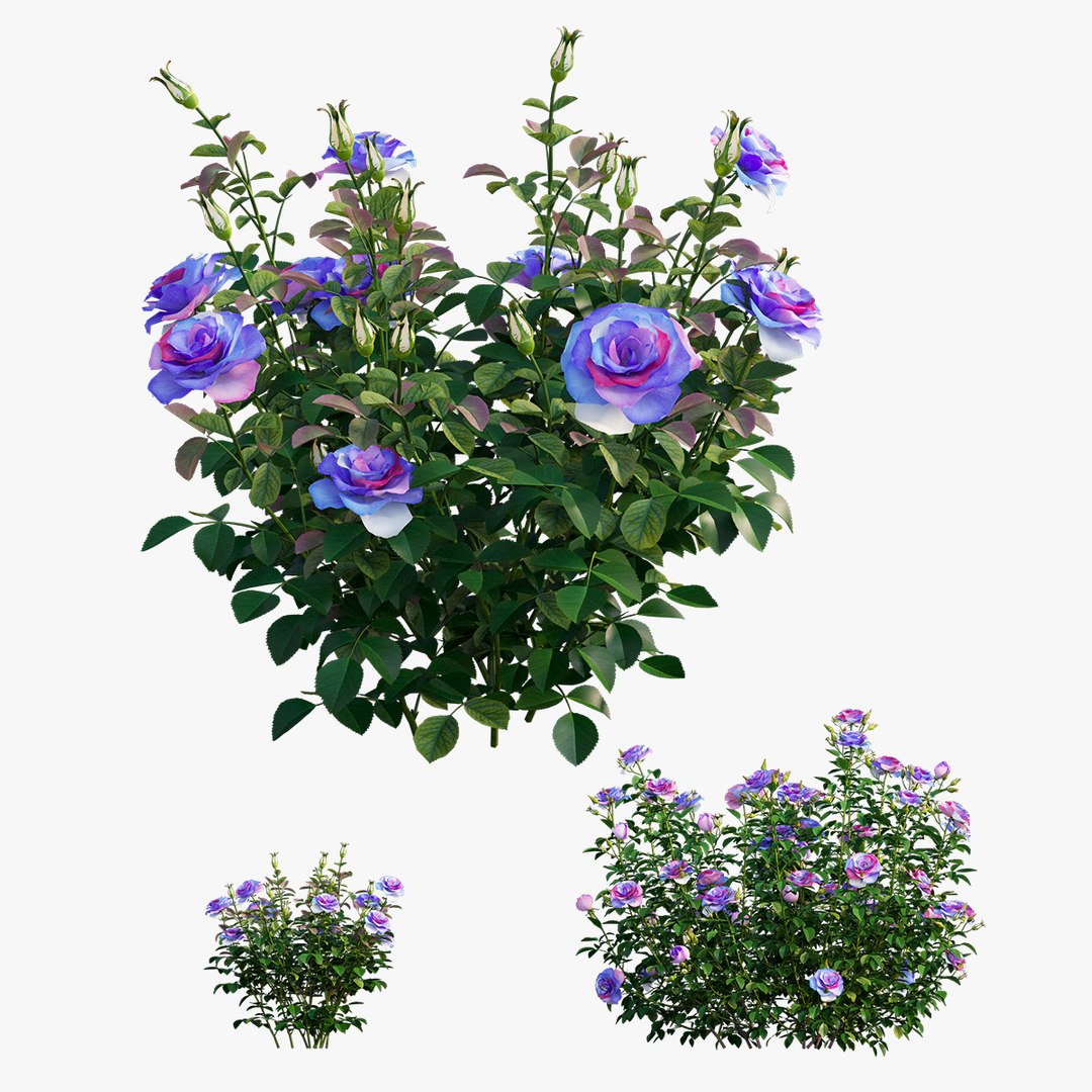 3D Plant Rose Set 16 Model - TurboSquid 1544820