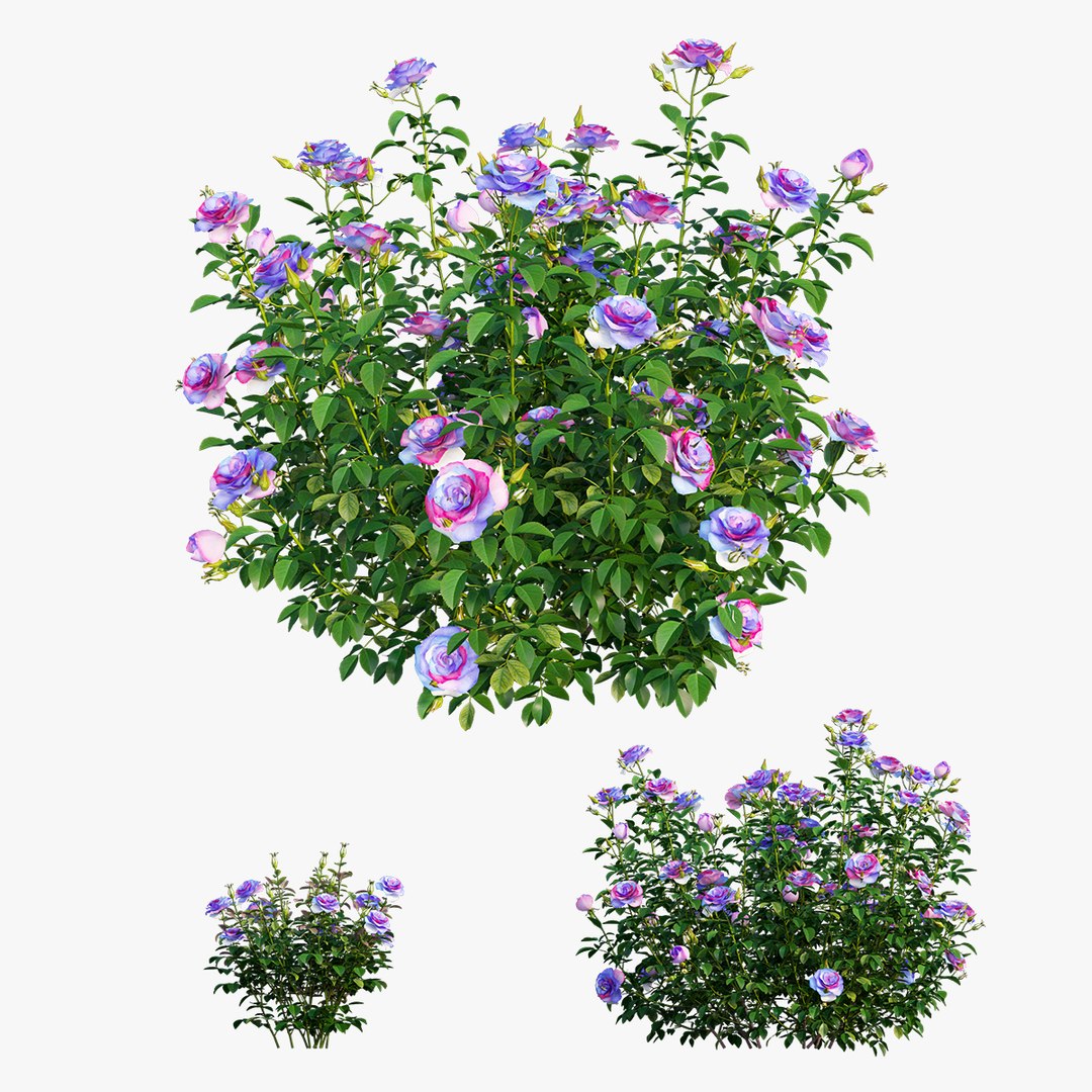 3D Plant Rose Set 16 Model - TurboSquid 1544820
