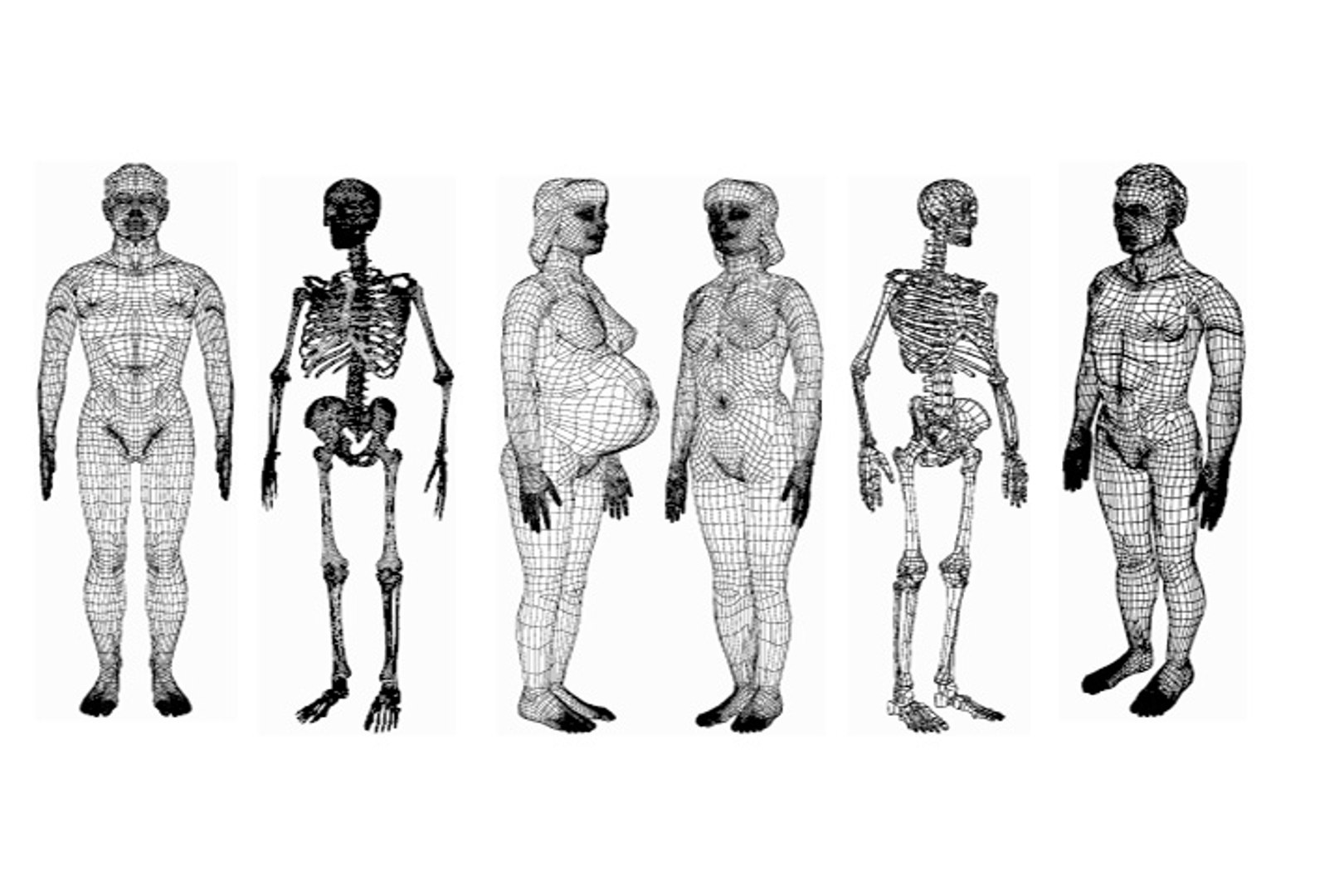 Package Human Parts Body Skeleton 3d Model