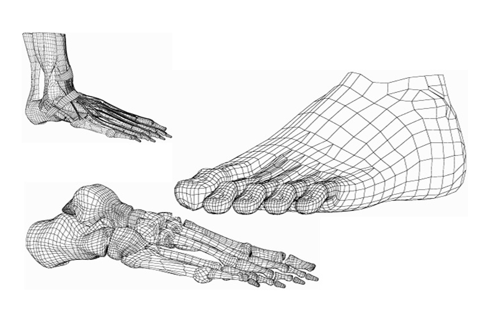 Package Human Parts Body Skeleton 3d Model