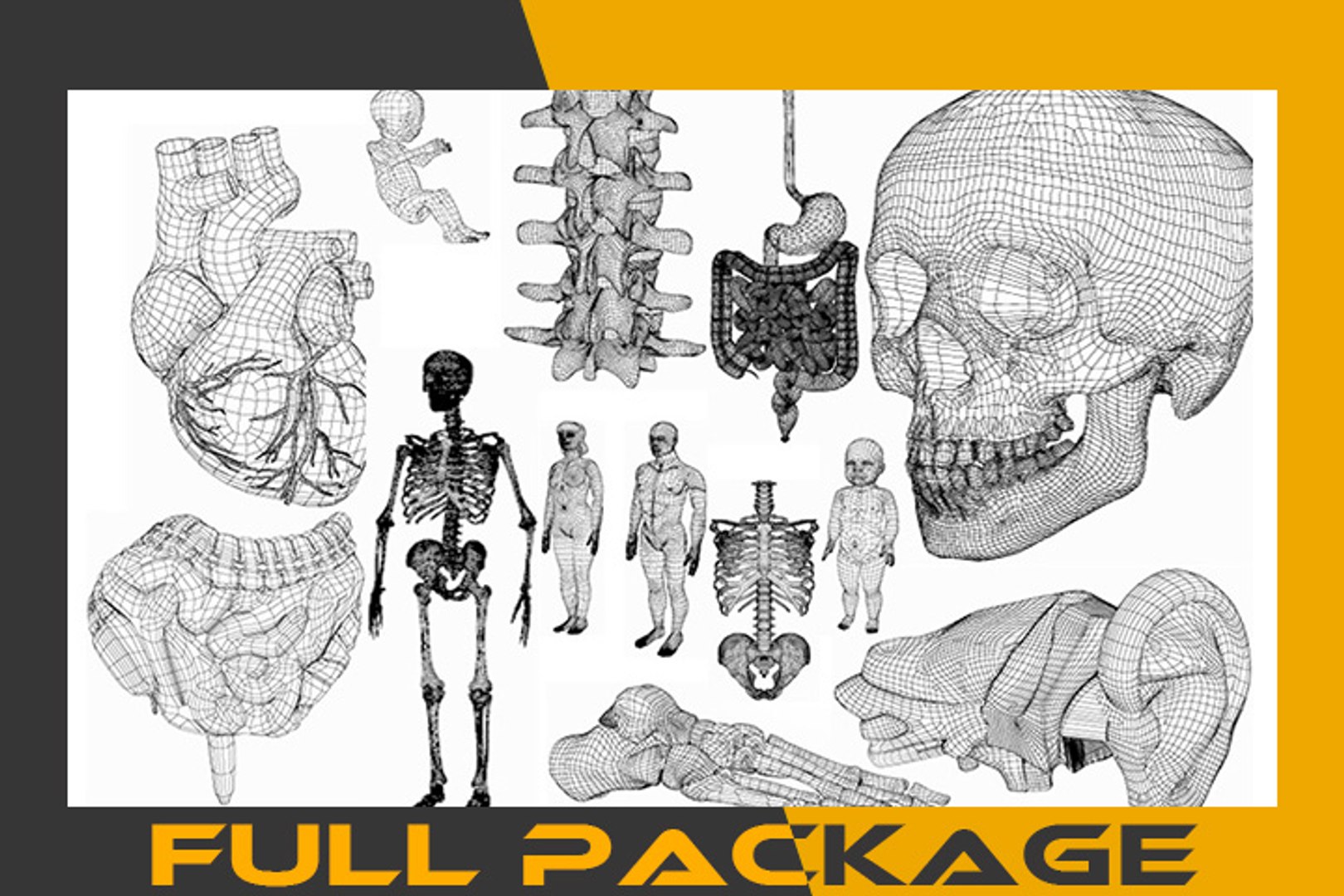 Package Human Parts Body Skeleton 3d Model