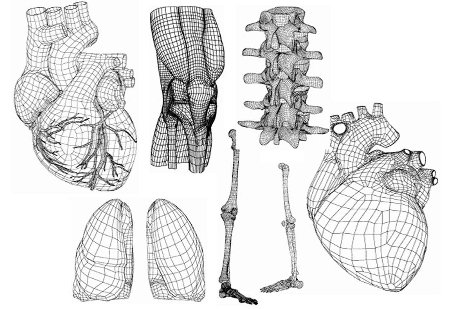 Package Human Parts Body Skeleton 3d Model