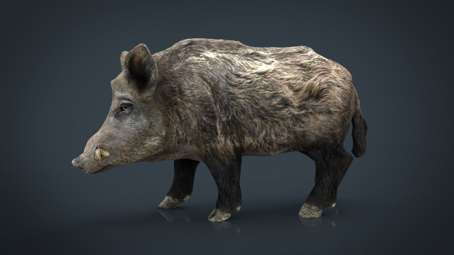 3D Wild Boar - TurboSquid 1170054