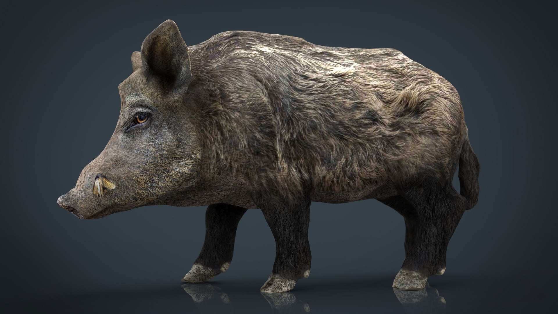 3D Wild Boar - TurboSquid 1170054
