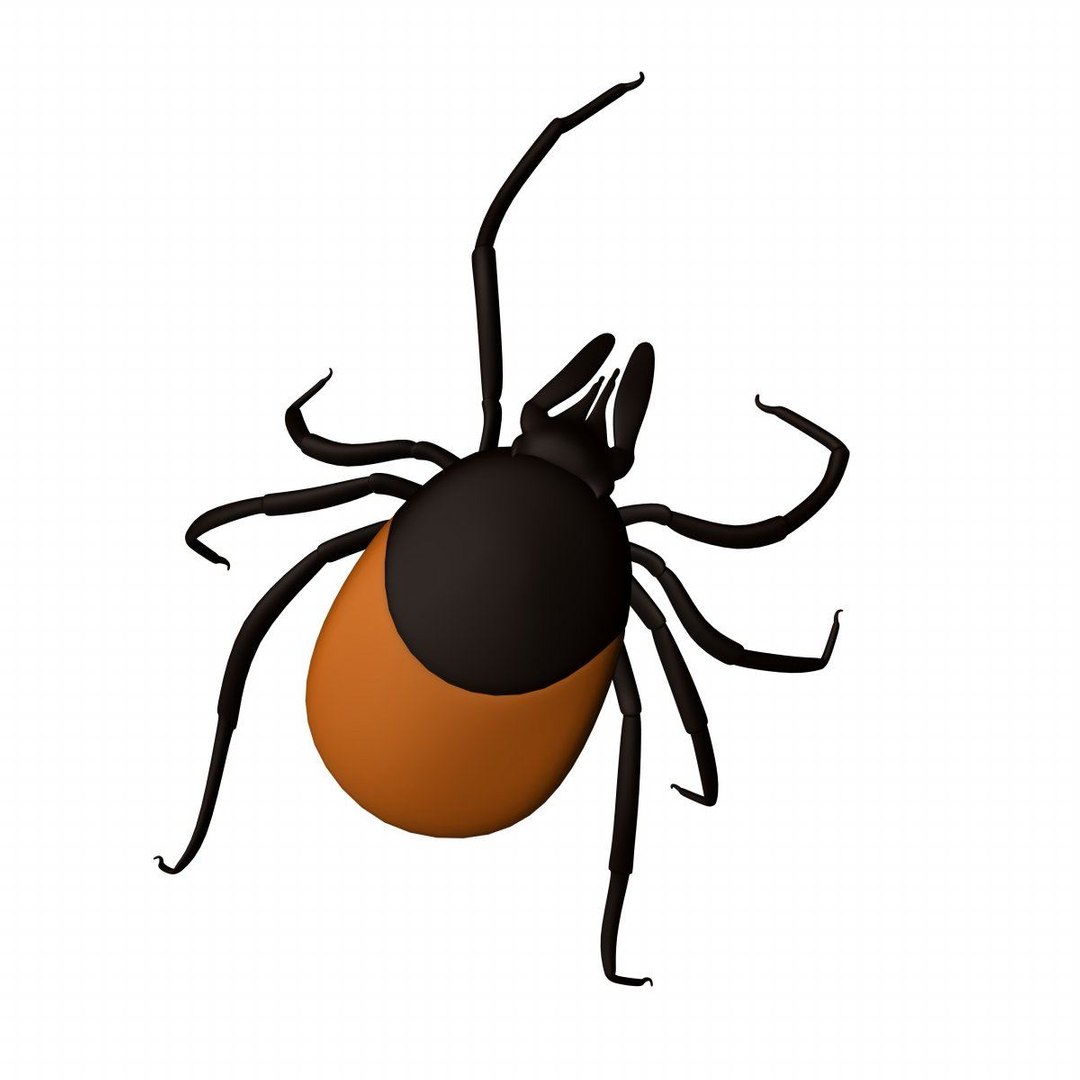 3d Model Tick
