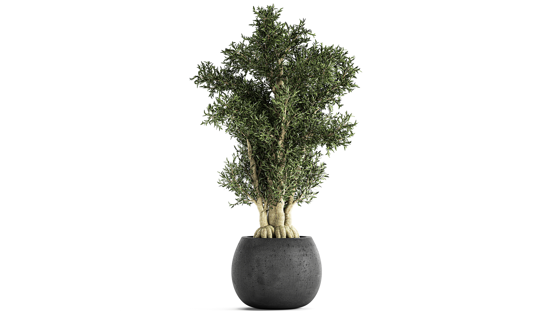 3D flower pot tree - TurboSquid 1678134