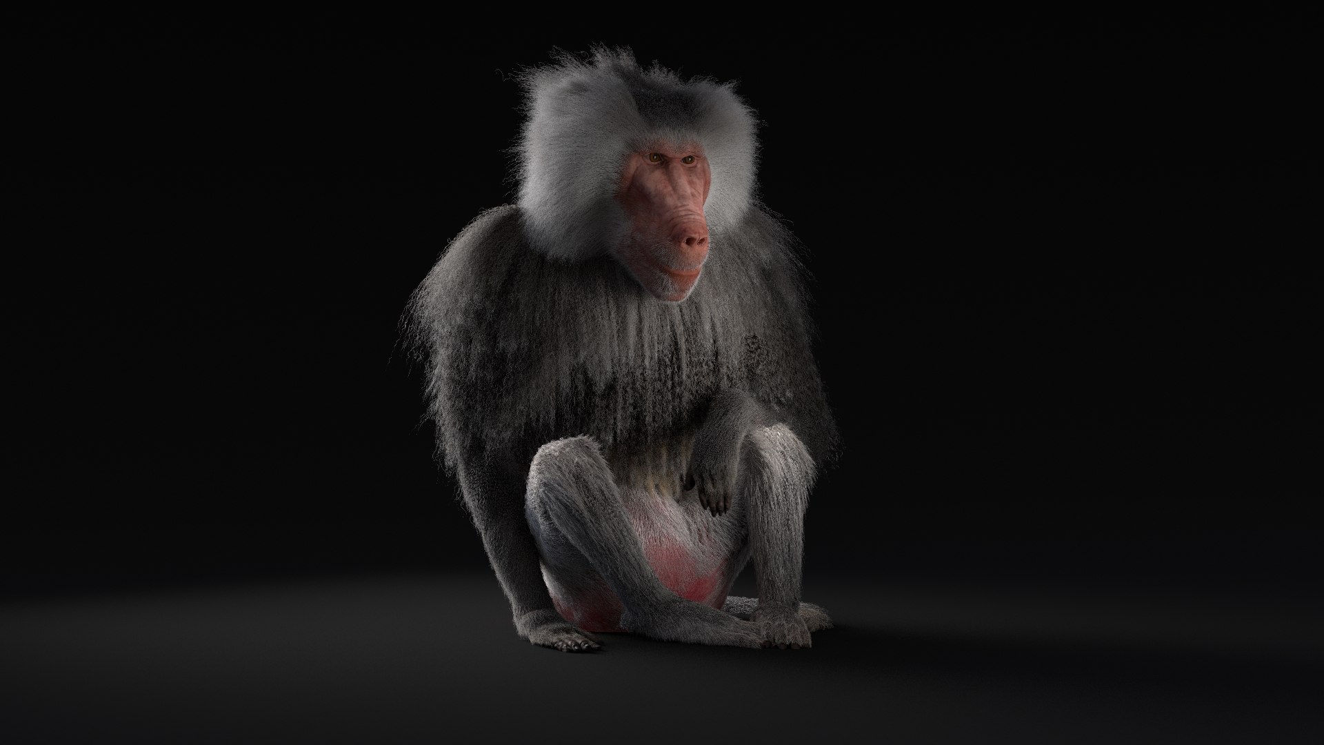 3D Realistic Rigged Baboon Animation Model - TurboSquid 1510462