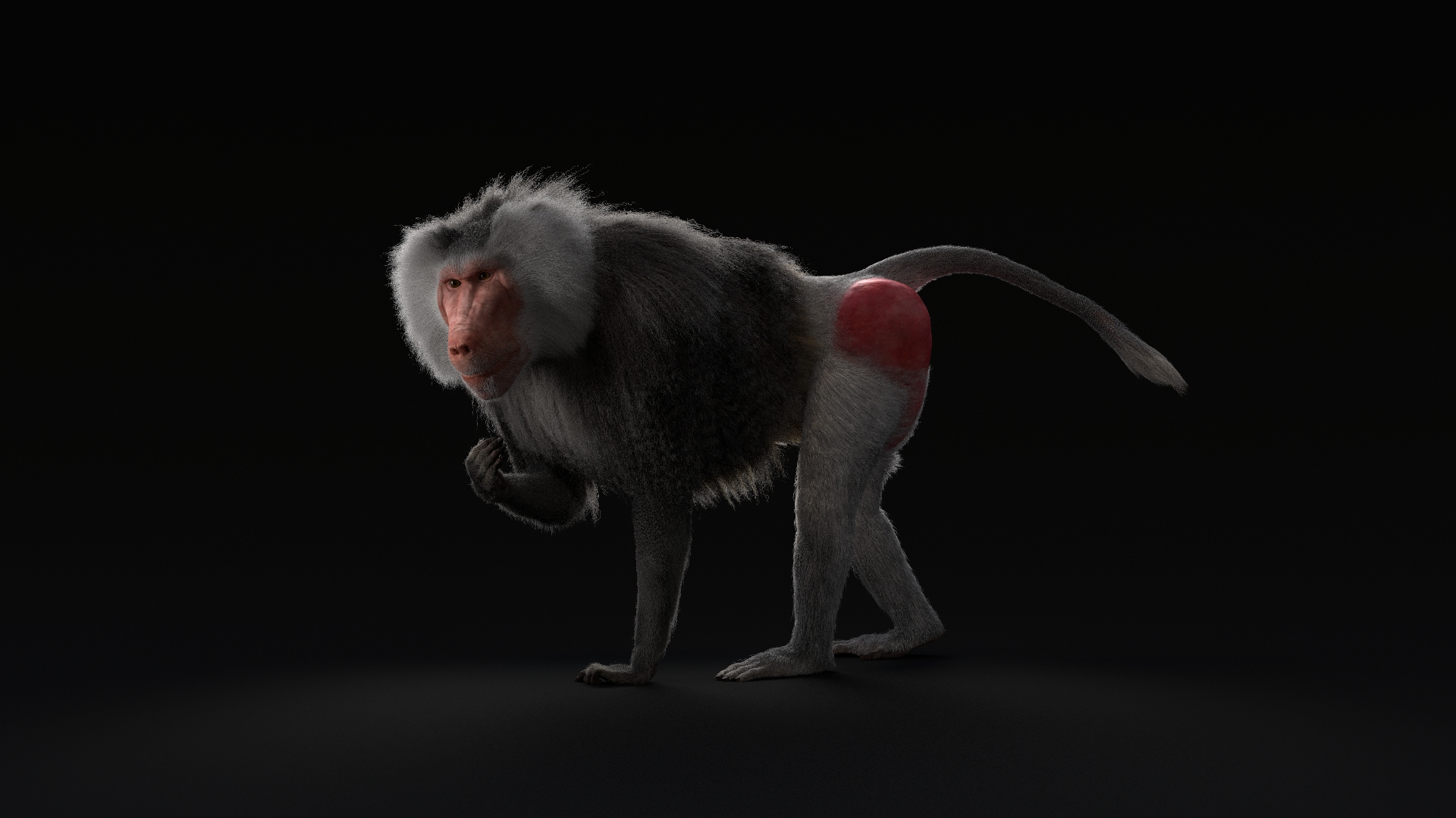 3D Realistic Rigged Baboon Animation Model - TurboSquid 1510462