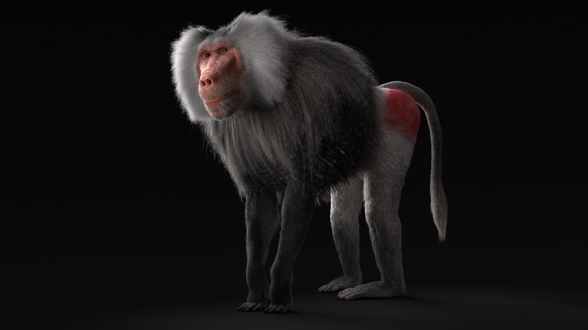 3D Realistic Rigged Baboon Animation Model - TurboSquid 1510462