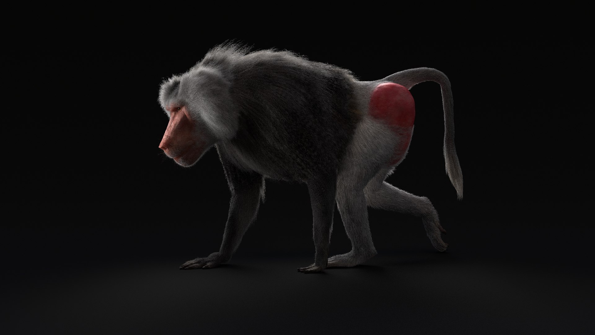 3D Realistic Rigged Baboon Animation Model - TurboSquid 1510462
