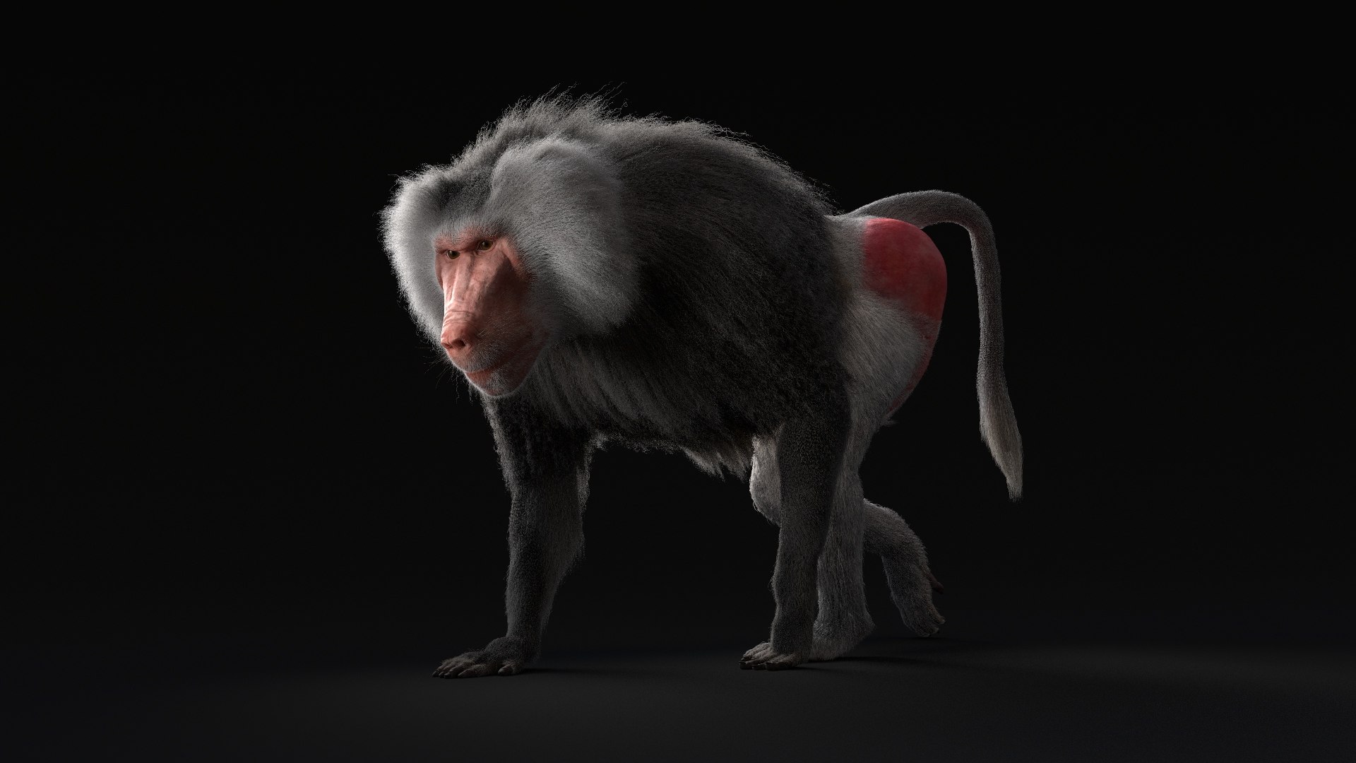 3D Realistic Rigged Baboon Animation Model - TurboSquid 1510462
