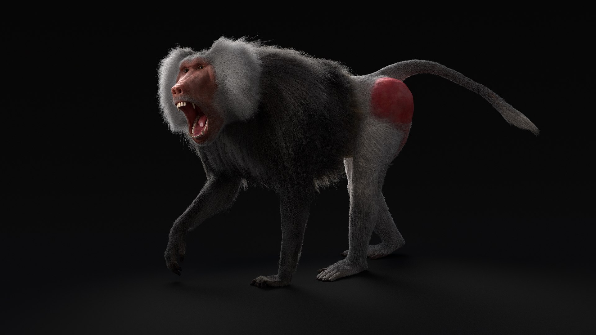 3D Realistic Rigged Baboon Animation Model - TurboSquid 1510462
