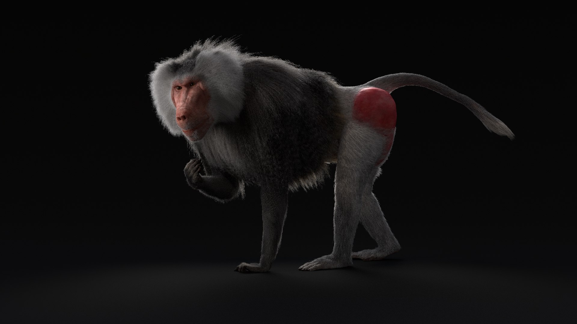 3D Realistic Rigged Baboon Animation Model - TurboSquid 1510462