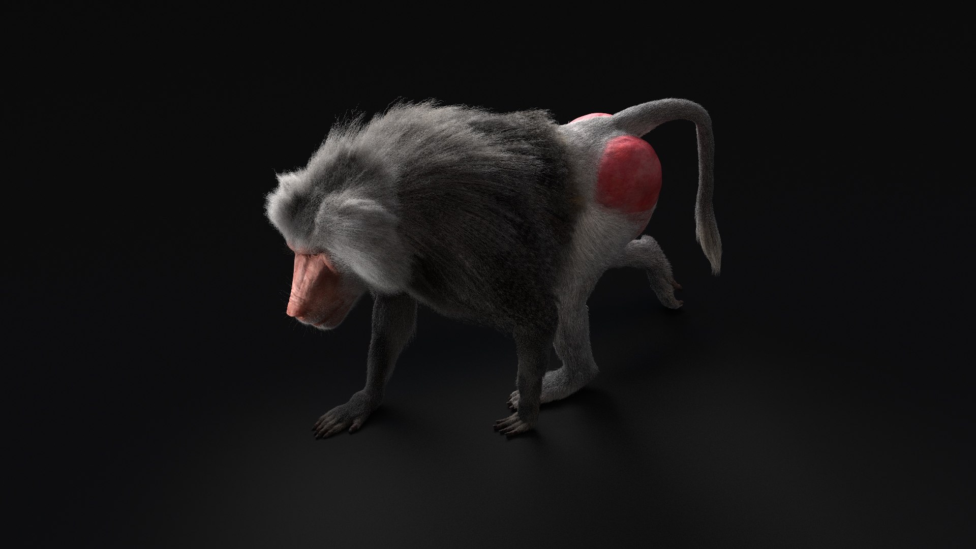 3D Realistic Rigged Baboon Animation Model - TurboSquid 1510462