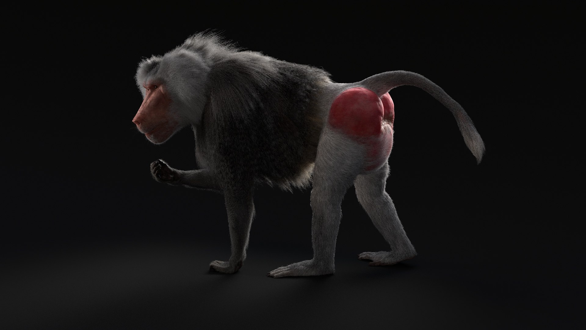 3D Realistic Rigged Baboon Animation Model - TurboSquid 1510462