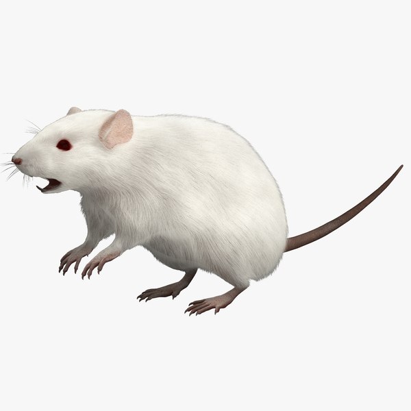 Mouse 3D Models for Download | TurboSquid