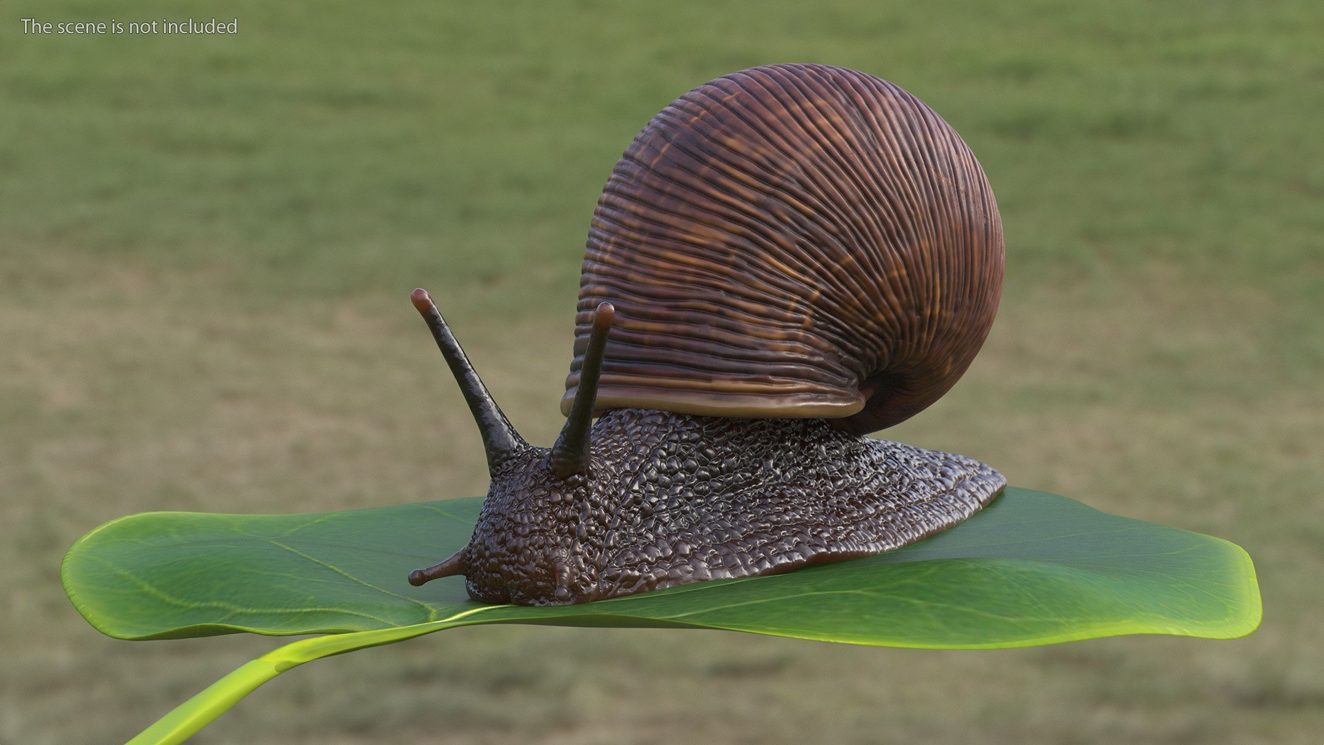 3D Garden Snail Dark Color Rigged - TurboSquid 2191792