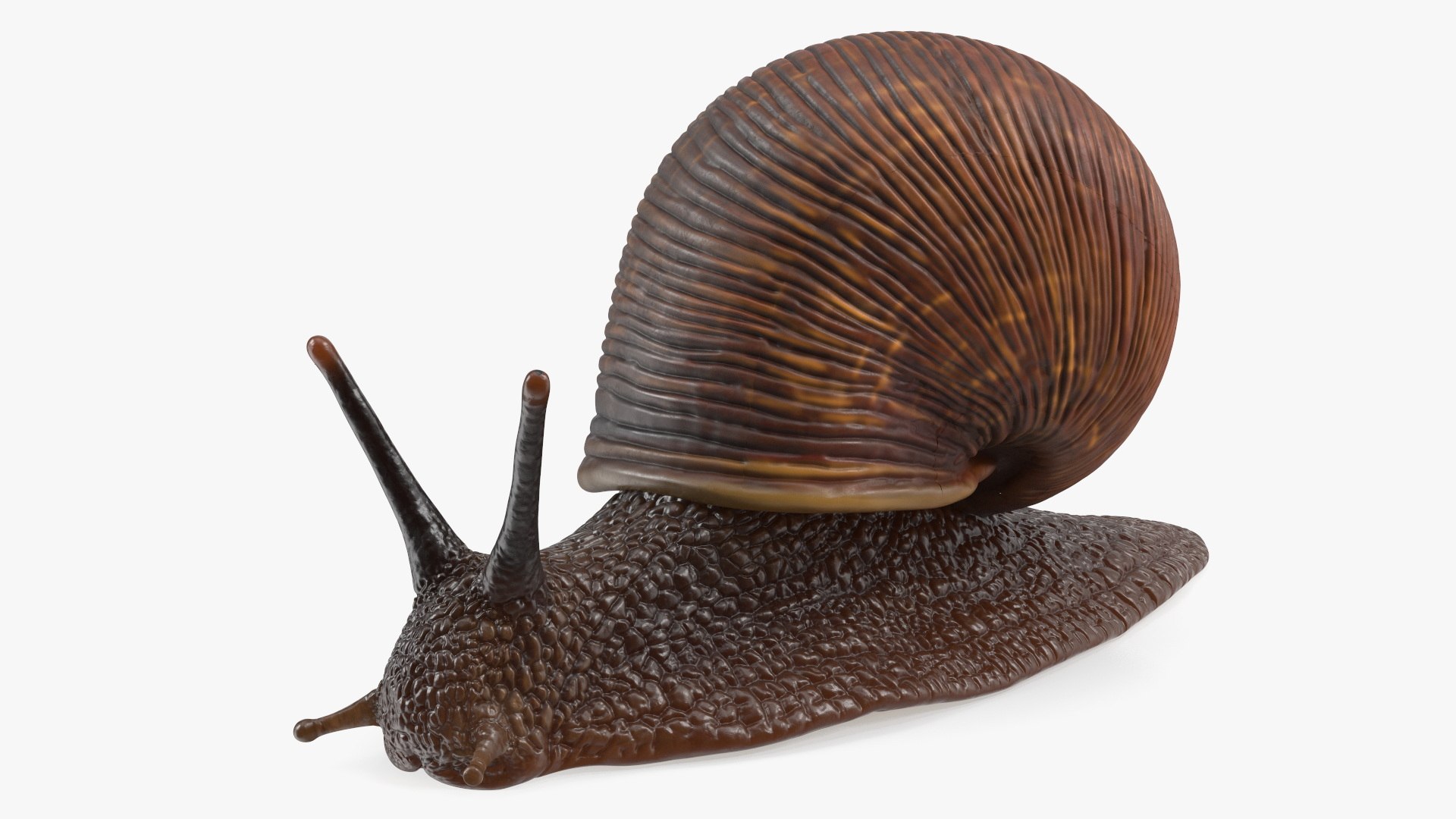 3D Garden Snail Dark Color Rigged - TurboSquid 2191792
