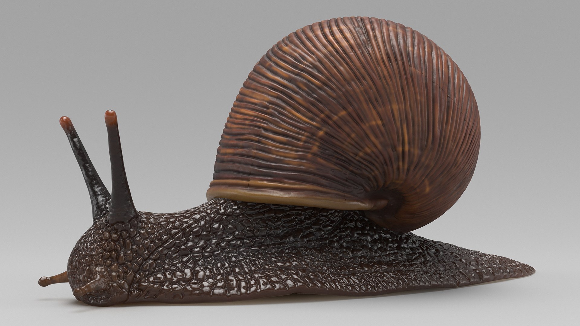 3D Garden Snail Dark Color Rigged - TurboSquid 2191792