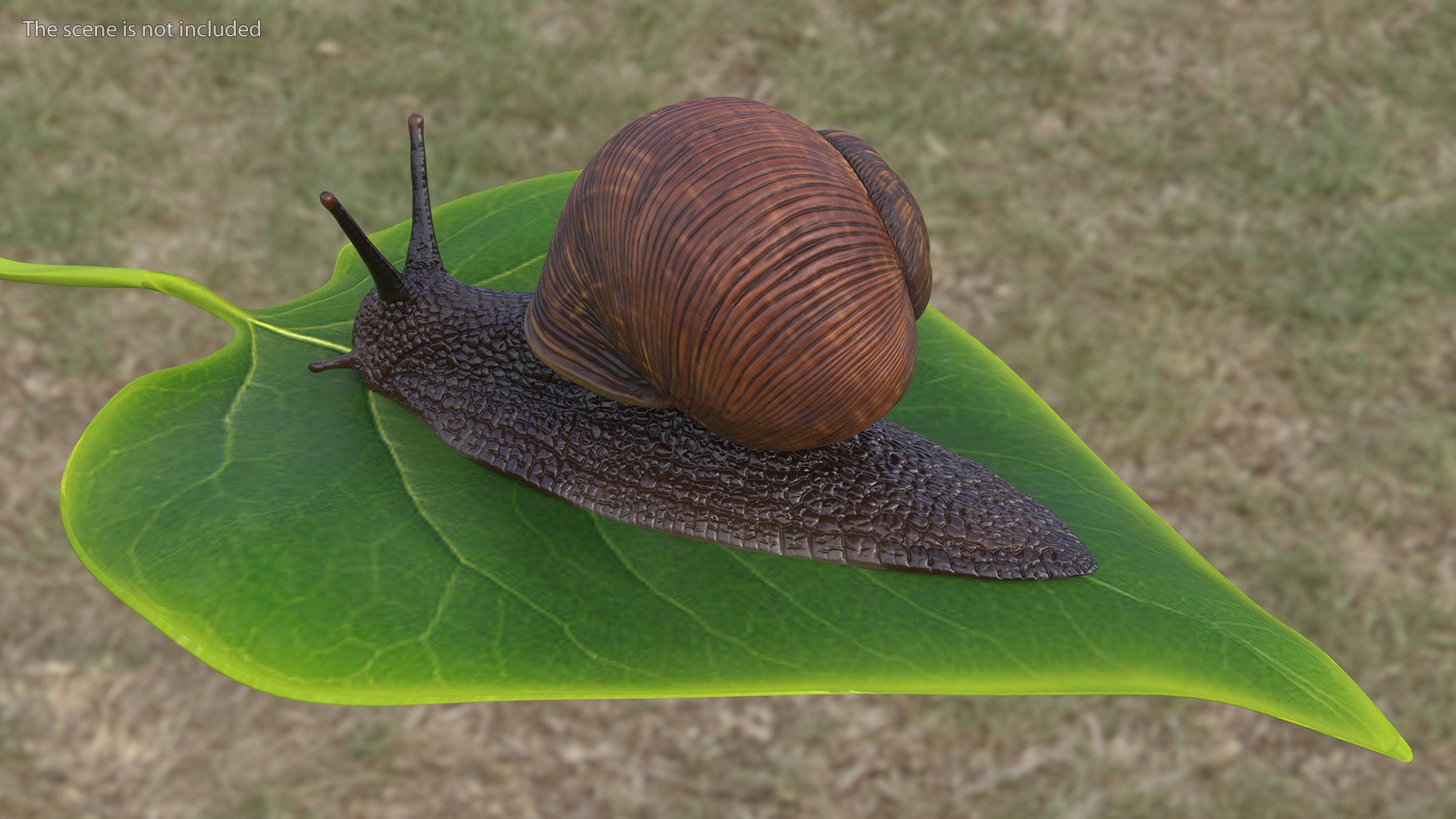 3D Garden Snail Dark Color Rigged - TurboSquid 2191792