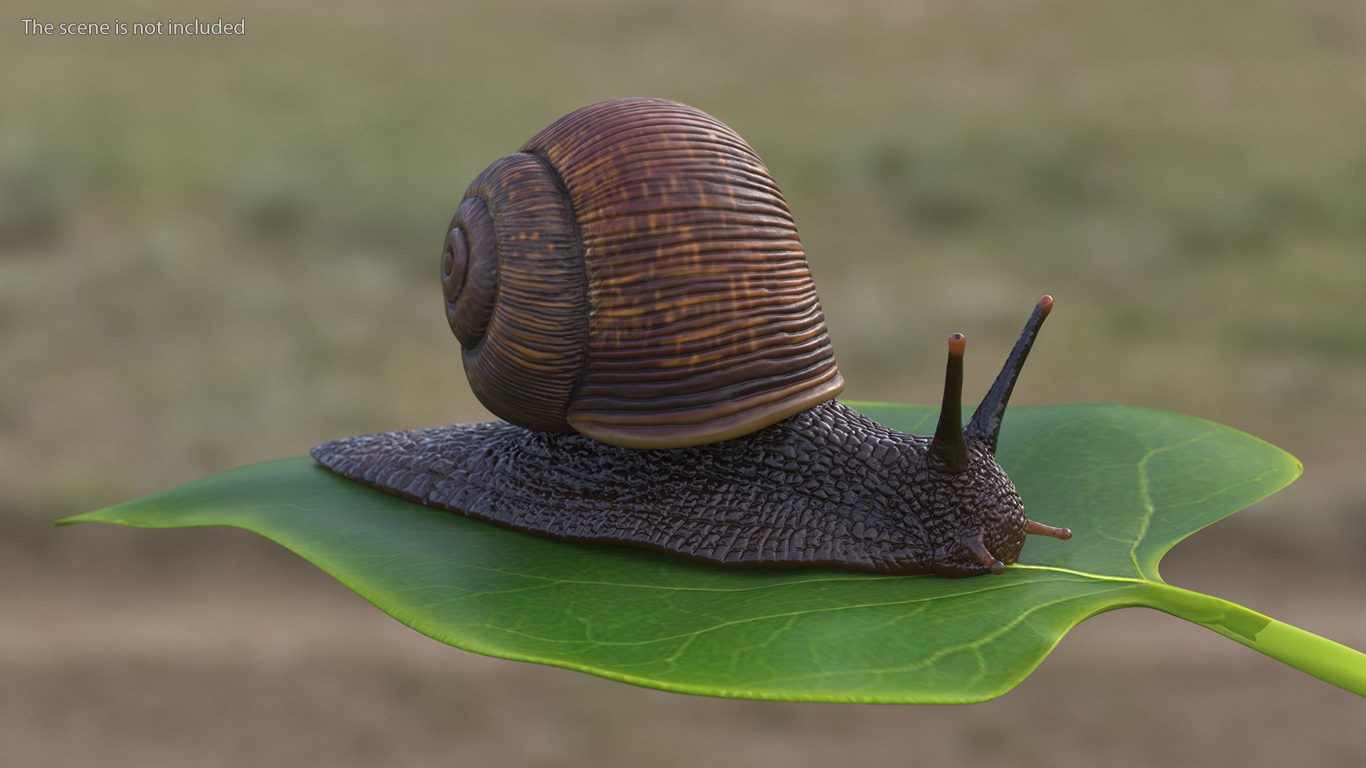 3D Garden Snail Dark Color Rigged - TurboSquid 2191792