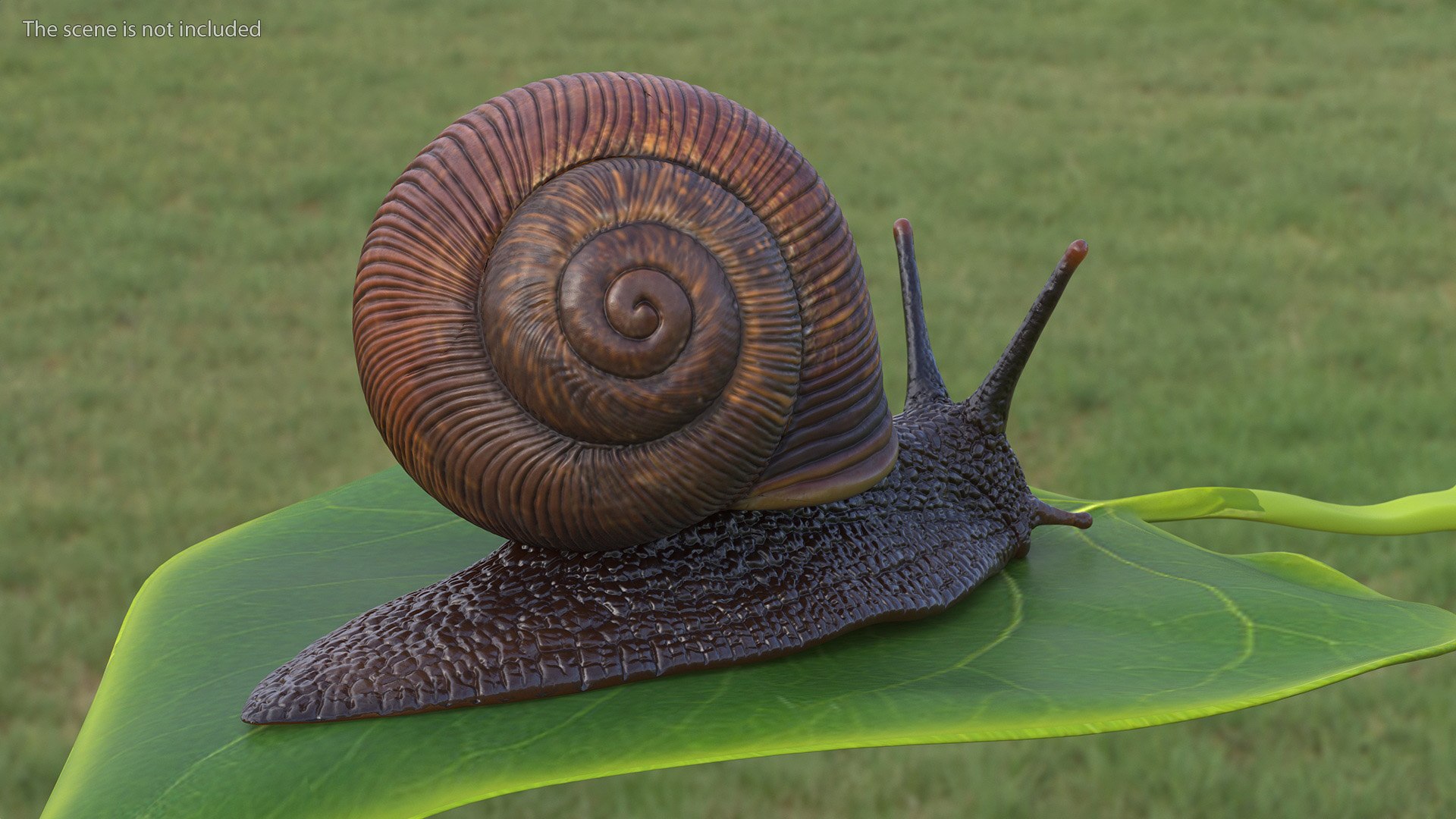 3D Garden Snail Dark Color Rigged - TurboSquid 2191792