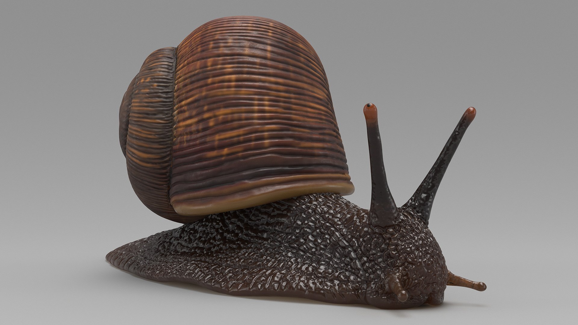 3D Garden Snail Dark Color Rigged - TurboSquid 2191792