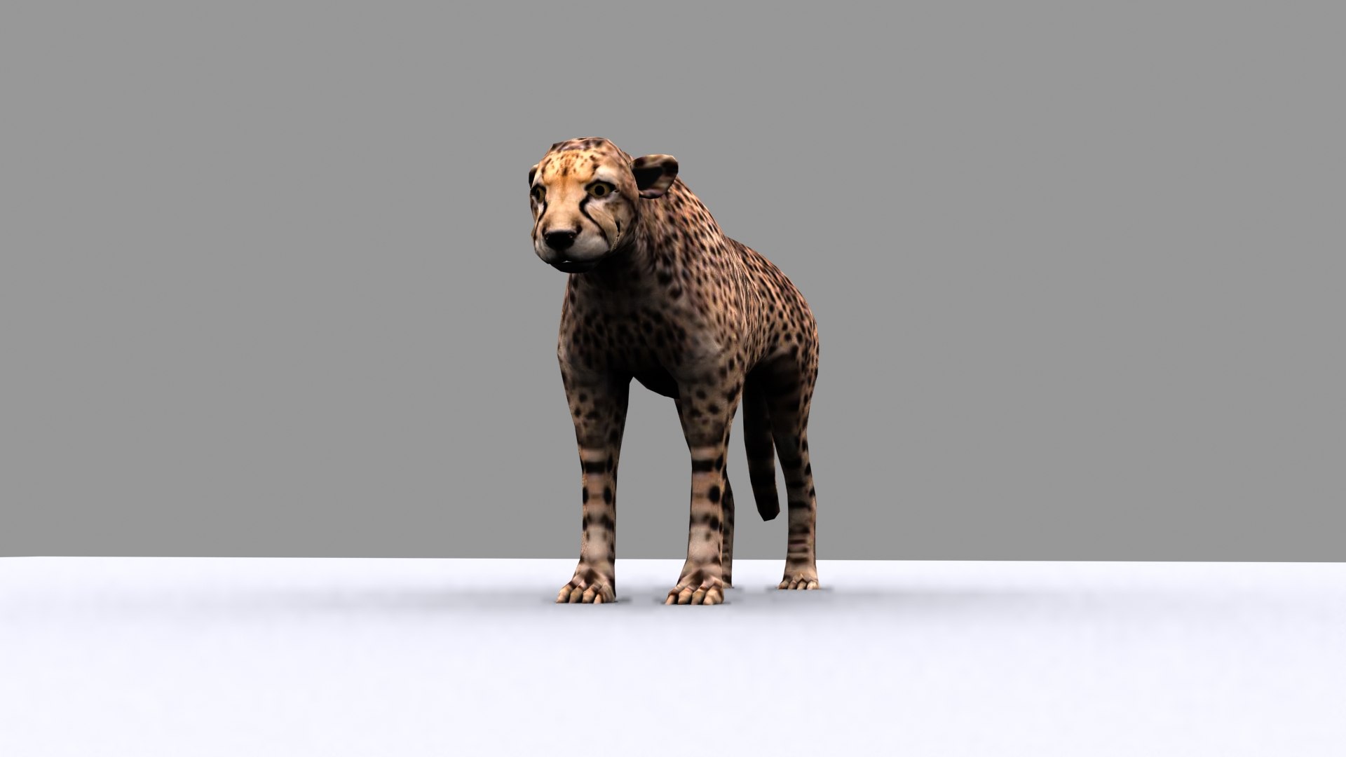 3d Cheetah Model