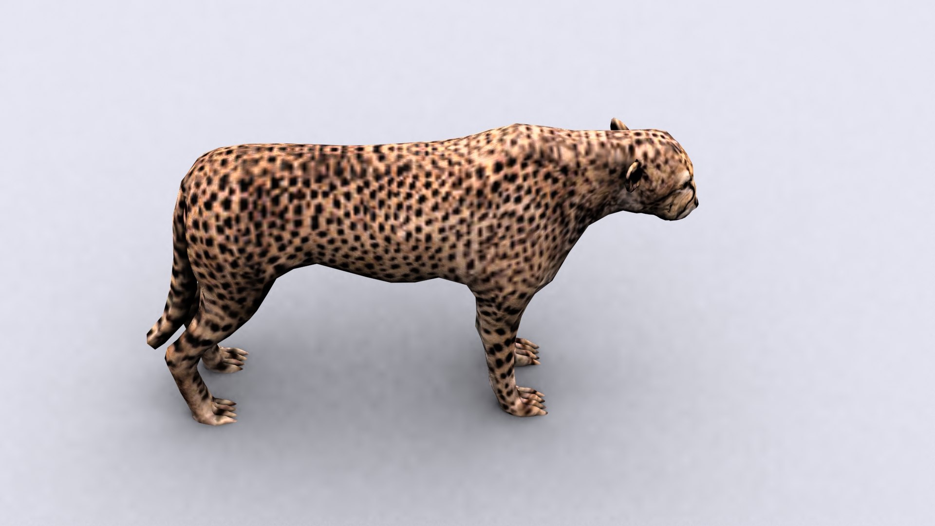 3d Cheetah Model