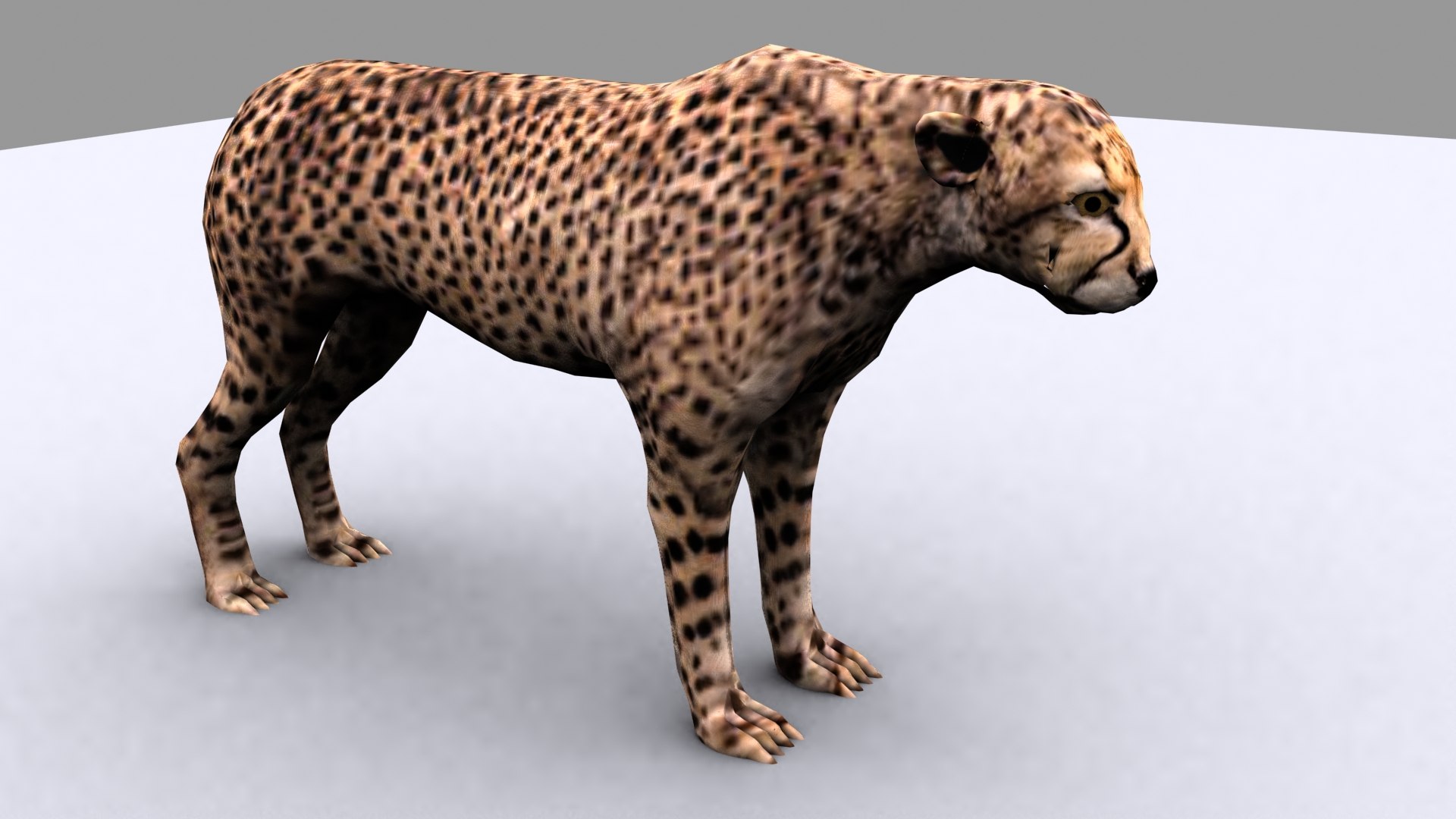 3d Cheetah Model