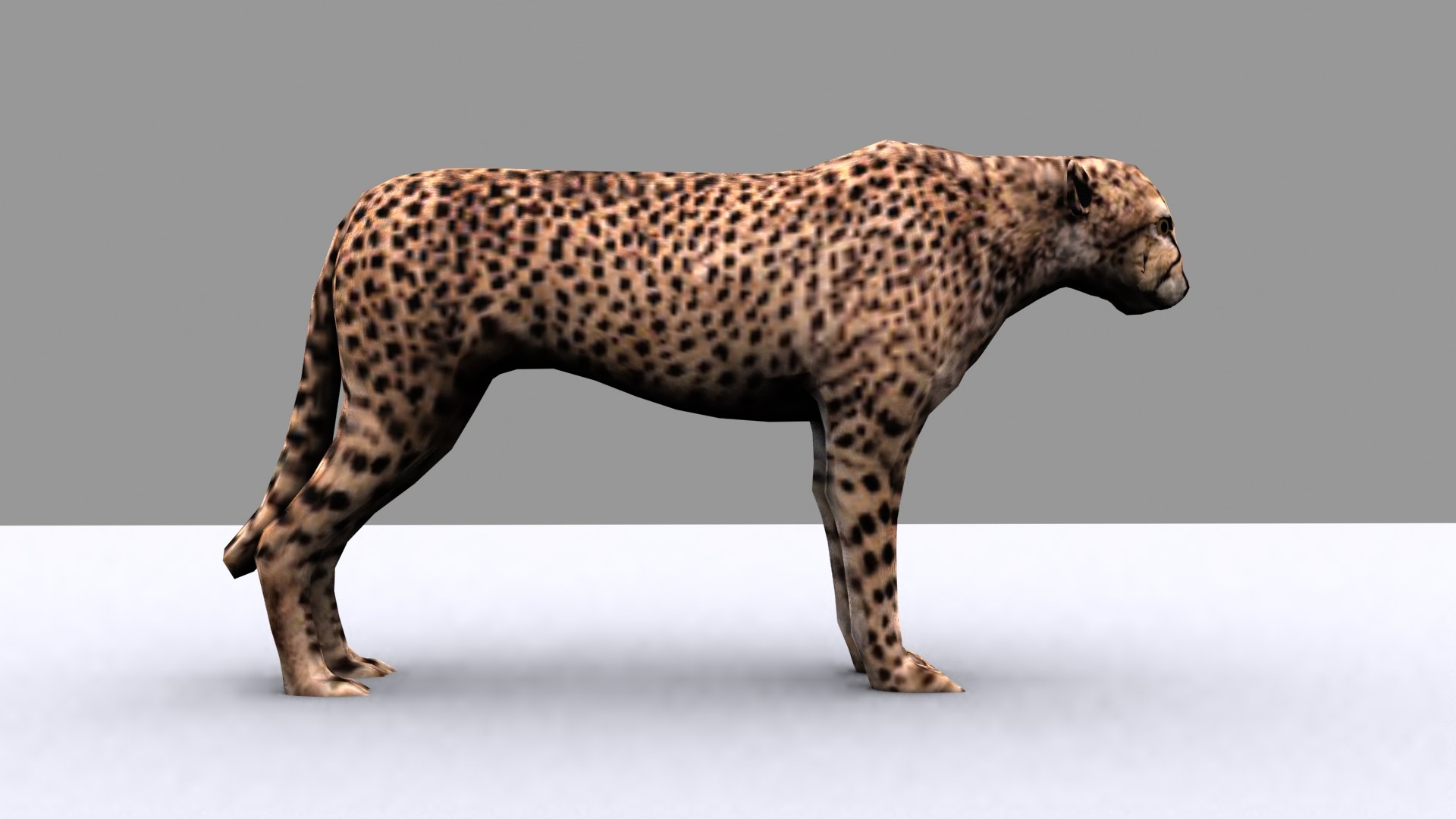 3d Cheetah Model