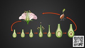 Download Free & Premium Plumul 3D Models | TurboSquid
