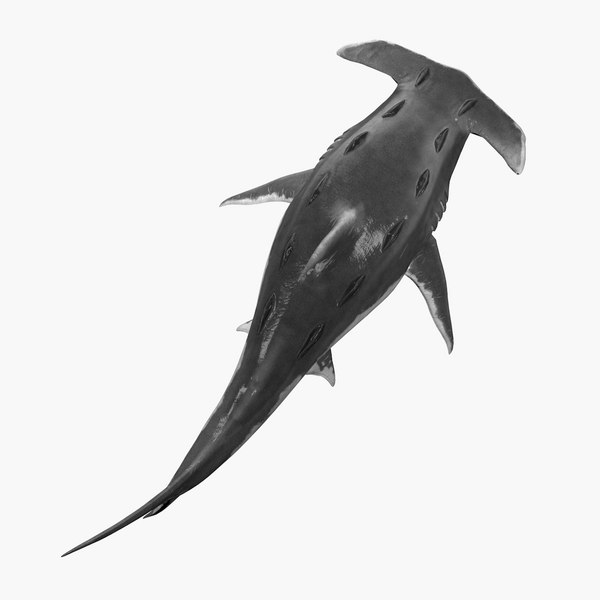 Shark Dove 3D Models for Download | TurboSquid