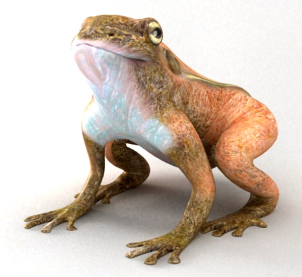 Amphibians 3D Models for Download | TurboSquid