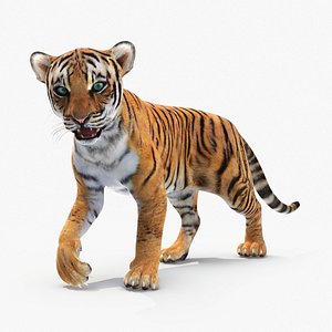 3D Tiger Models - Browse & Download Formats - TurboSquid