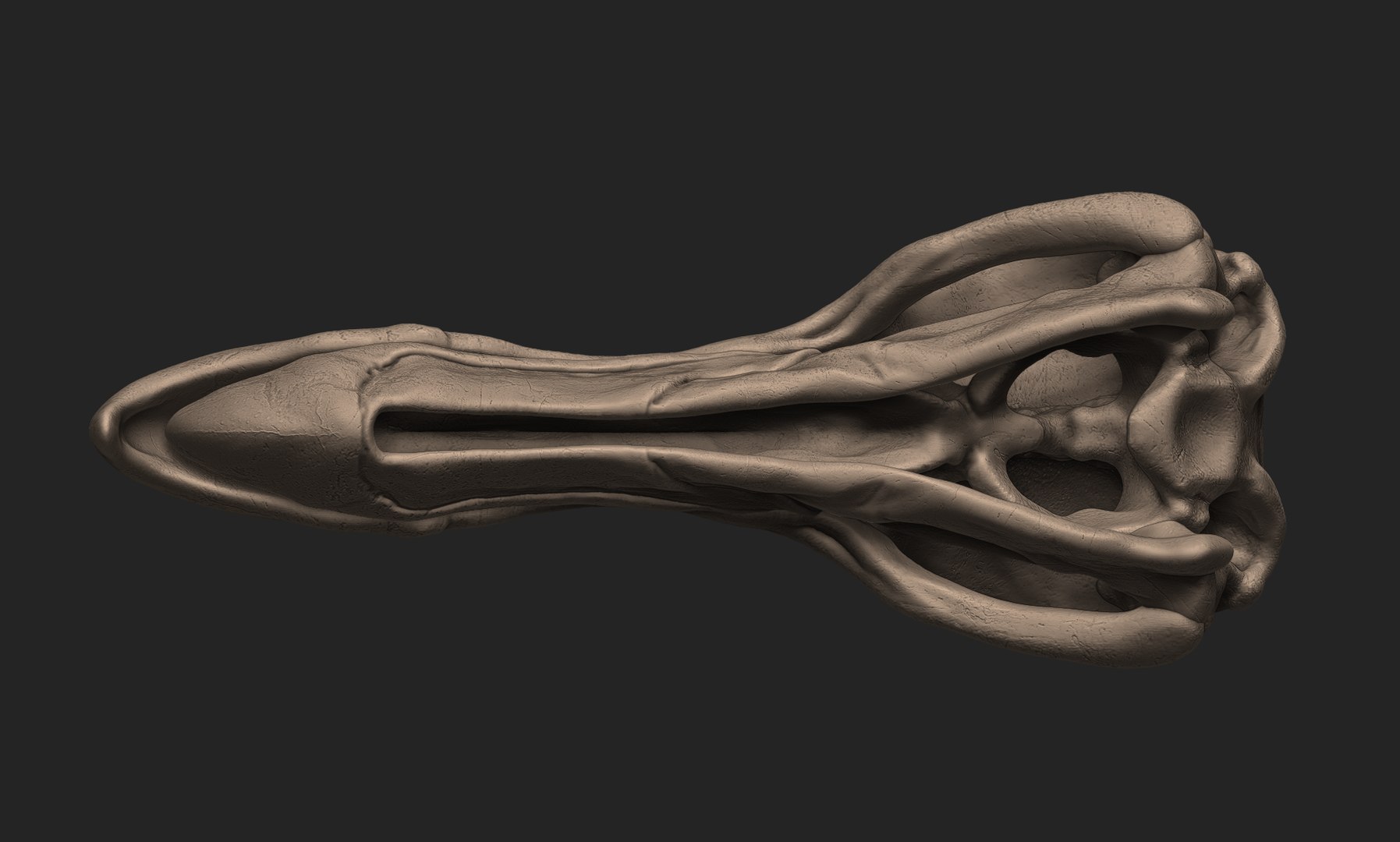 Dodo Bird Skull 3D Model - TurboSquid 2395203