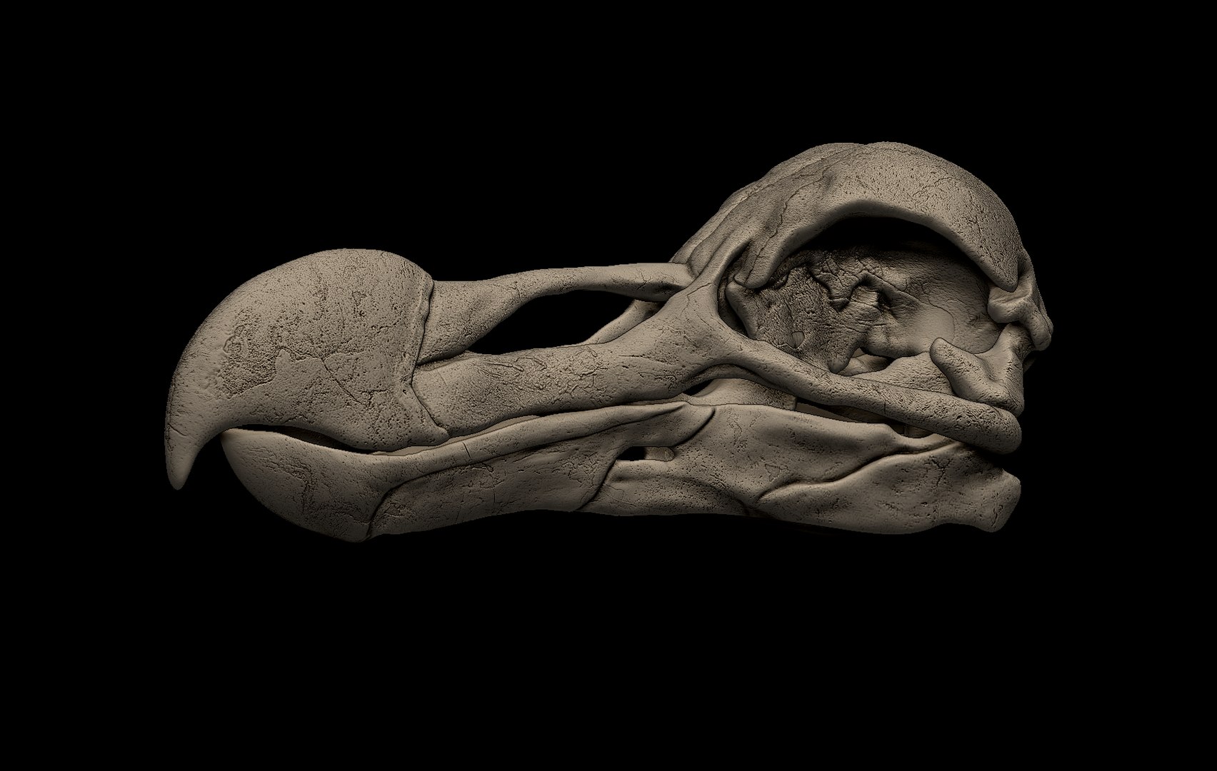 Dodo Bird Skull 3D Model - TurboSquid 2395203